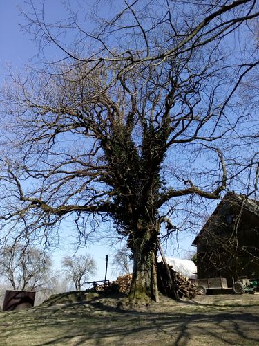 Photos • Janův buk (Notable tree) • Mapy.com