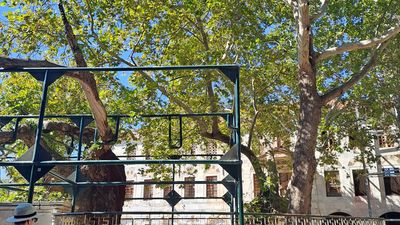 hippocrates tree kos