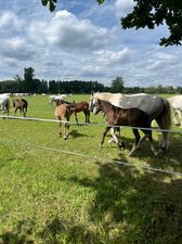 Národní hřebčín Kladruby nad Labem (Jezdectví) • Mapy.com