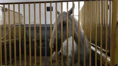 Národní hřebčín Kladruby nad Labem (Jezdectví) • Mapy.com